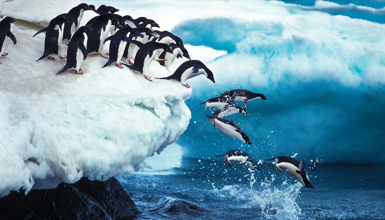 Penguin poo as a source of antibiotic-resistant genes
