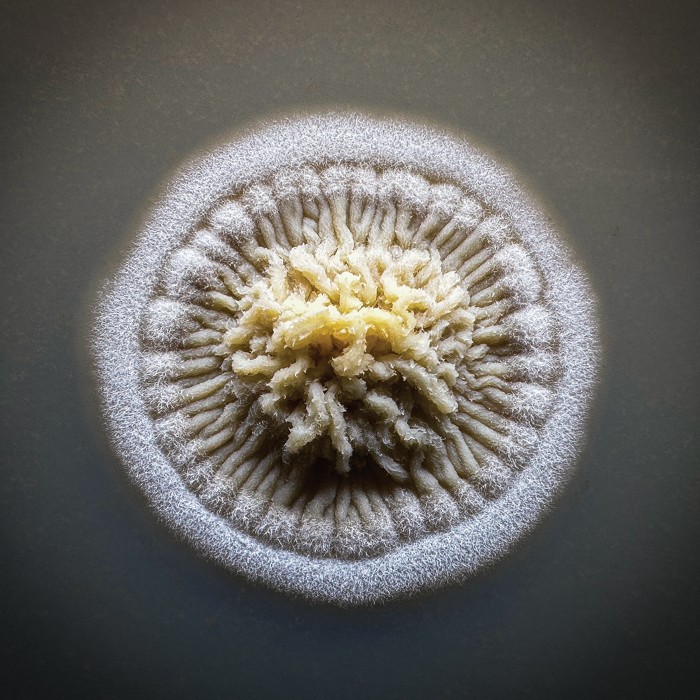 Chemistry in Pictures: The fungus among us