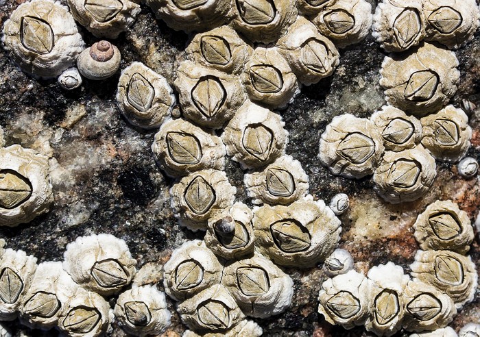 A synthetic polymer can bust biofilms like barnacles do