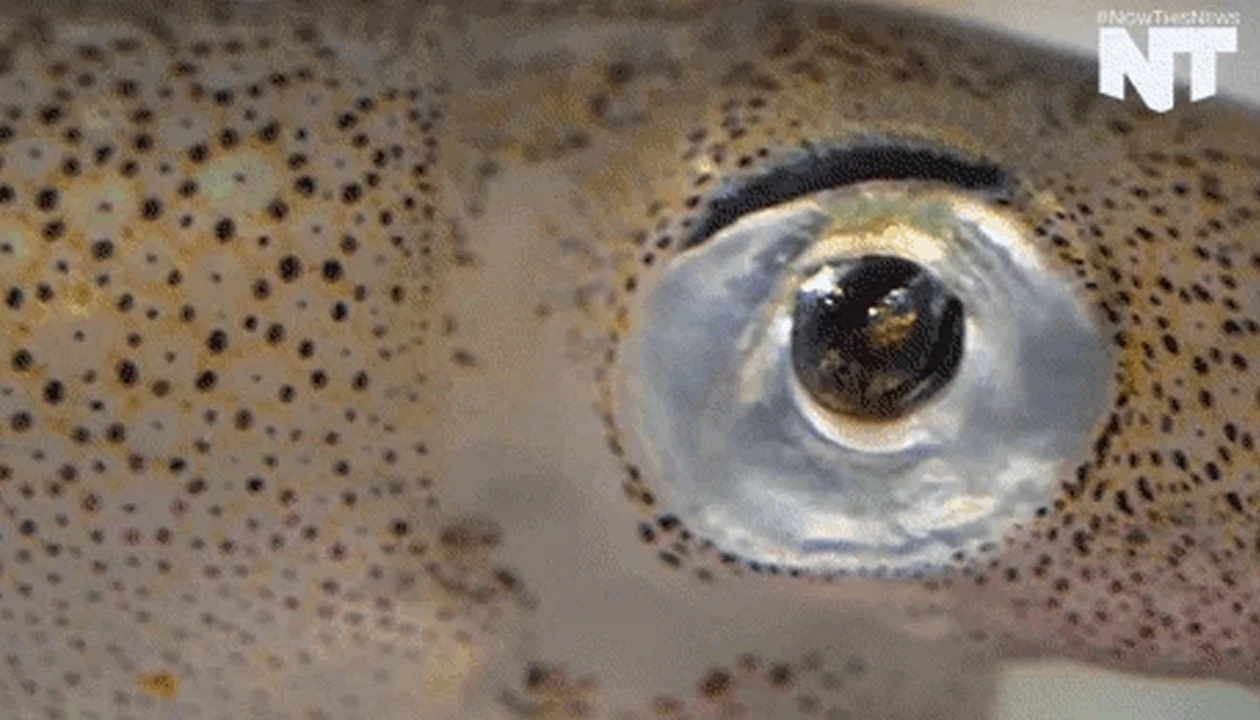 Squid inspire heat-regulating fabrics