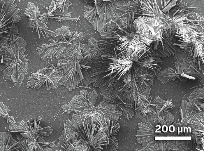 Desalination membranes decorated with proteins can alleviate gypsum scaling