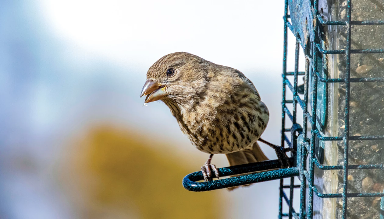 A Bird Perching: Stunning Moments Captured in Nature - Birds