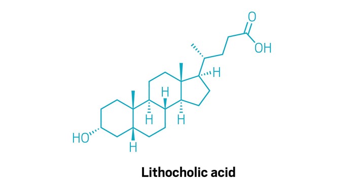 A bile acid may mimic caloric restriction