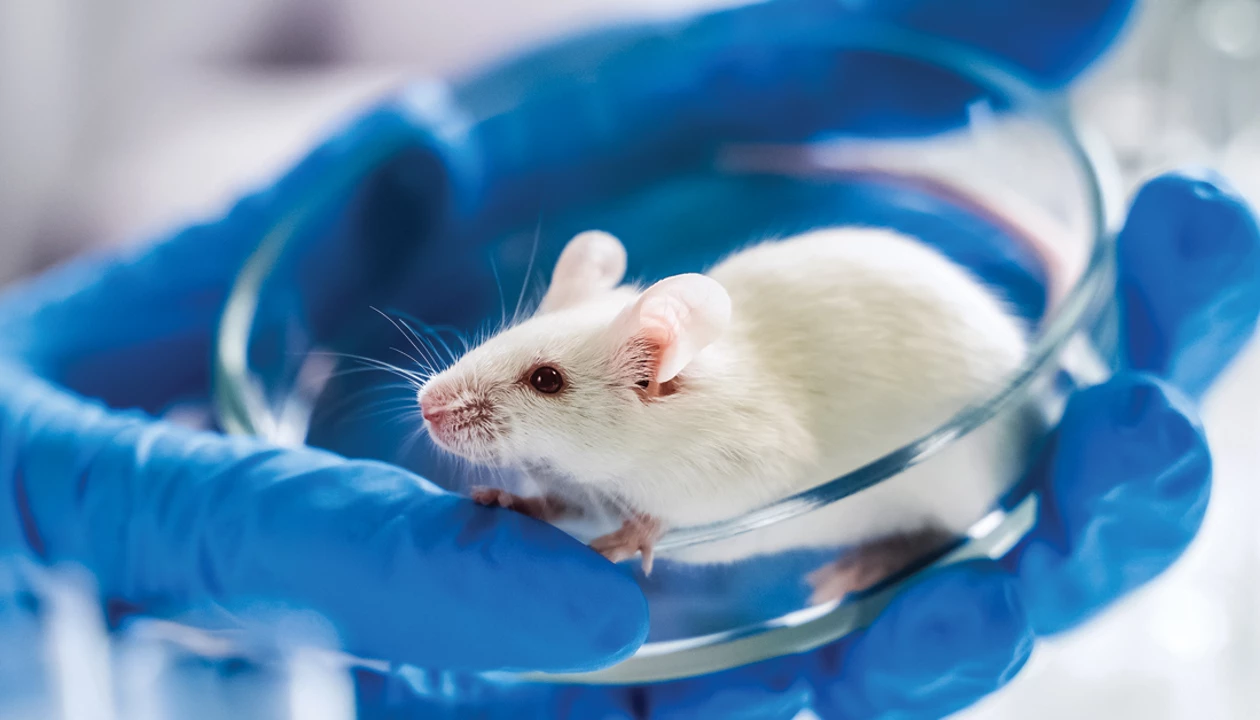 Researchers create mice born from 2 male parents