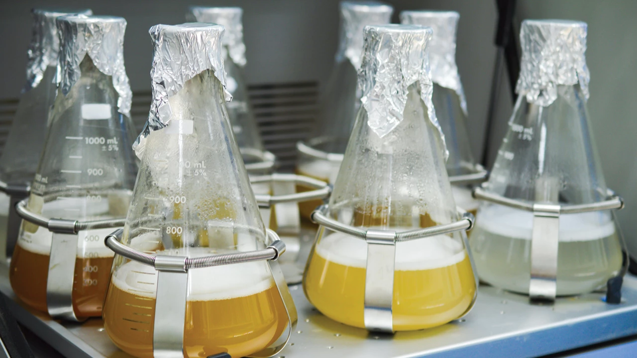 Bacteria built with smallest genetic code ever