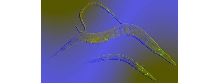 Nanoparticles-Shorten-RoundwormsLives