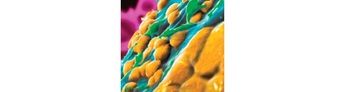 Blood-Cells-Deliver-Raw-Materials