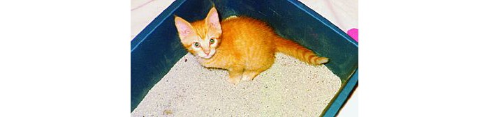 KITTY-LITTER