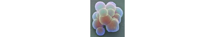 House-calls-expanded-stem-cell