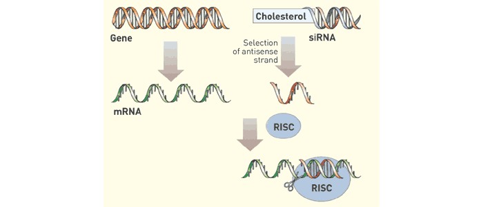 Gene-Silencers-Special-Delivery