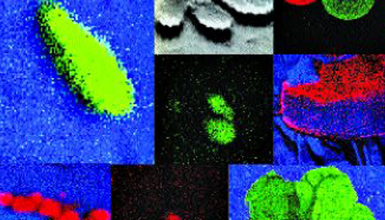 Drawing with Mass Spec