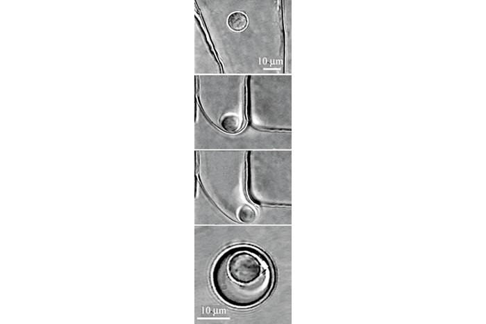 Trapping-Cells-Organelles