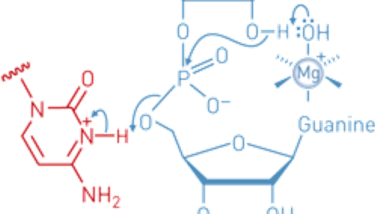 RNA Nucleobase Is Key to Catalysis