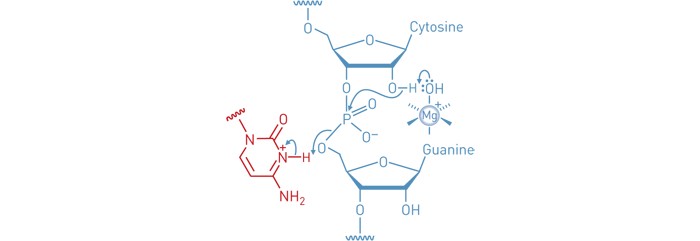 RNA-Nucleobase-Key-Catalysis