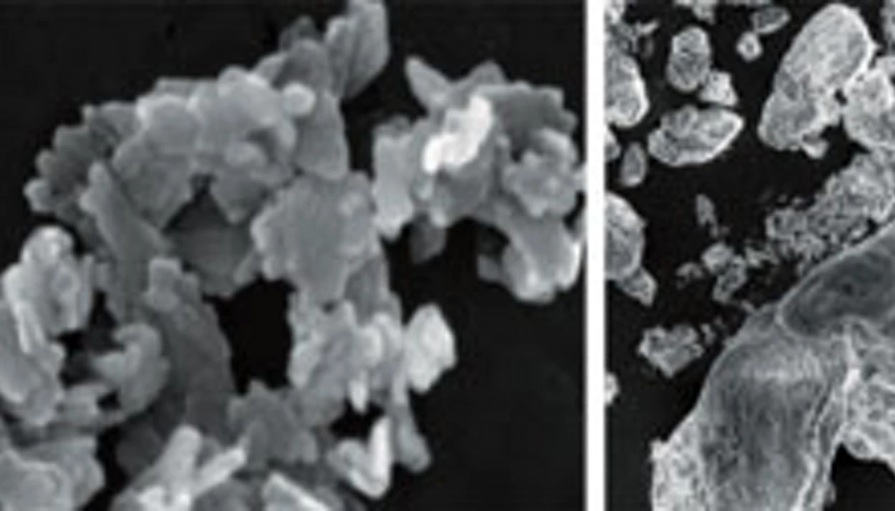 Bone Niche Protects Ancient DNA