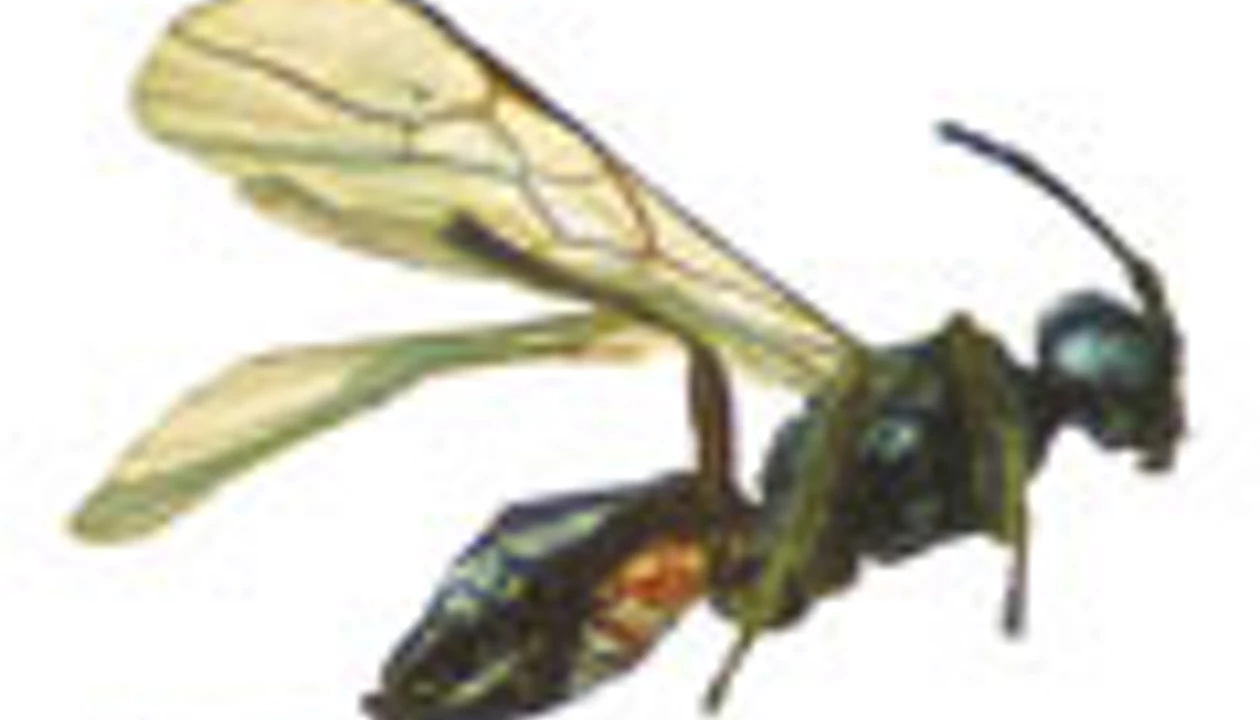 Trained Wasps as Chemical Detectors, Runners Stopped for Radioactivity ...