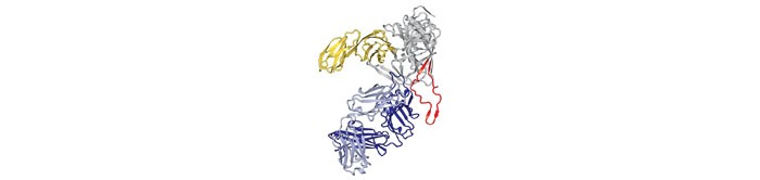 Key-part-HIV-envelope-glycoprotein