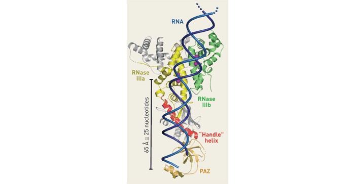 Dicer-Yields-Structural-Secrets