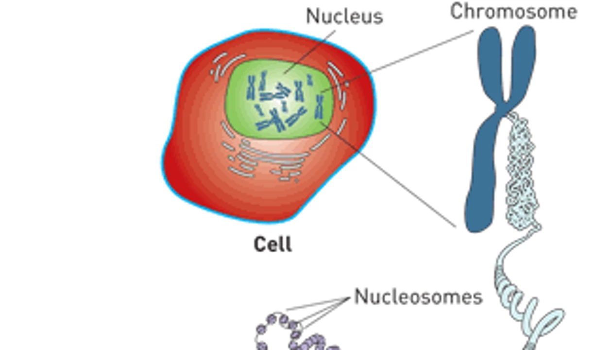 To Save Space Genomic Dna Is Packaged Into Chromatin