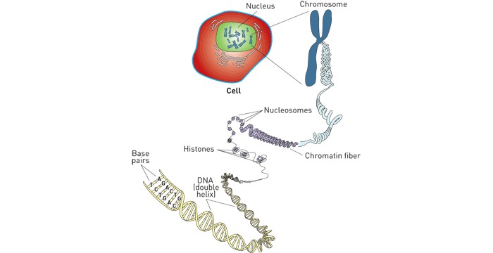 Save Space Genomic Dna Packaged
