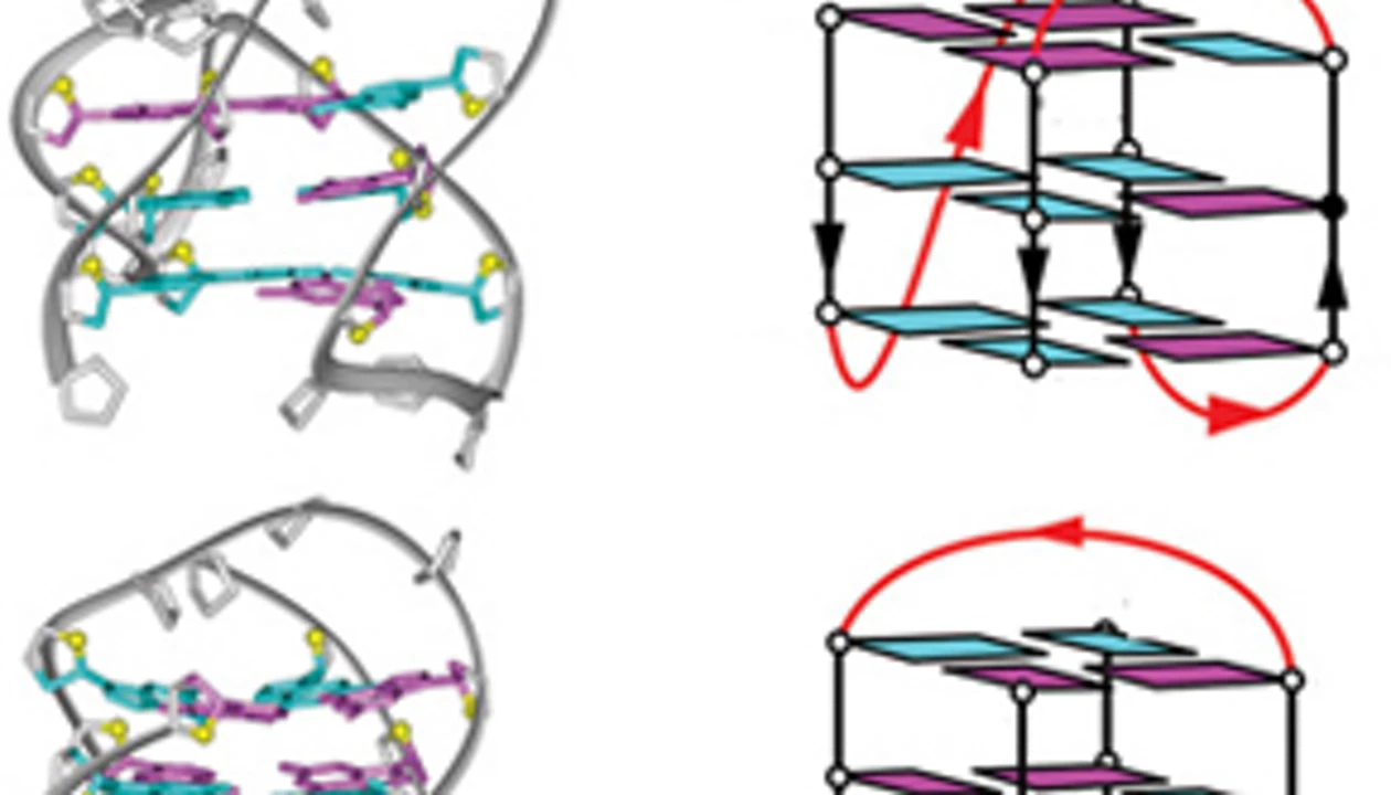 Quadruplex Structure In Cell-Like Solution