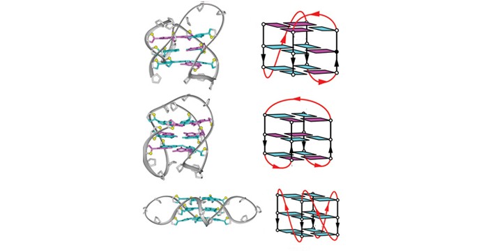 Quadruplex-Structure-Cell-Like-Solution