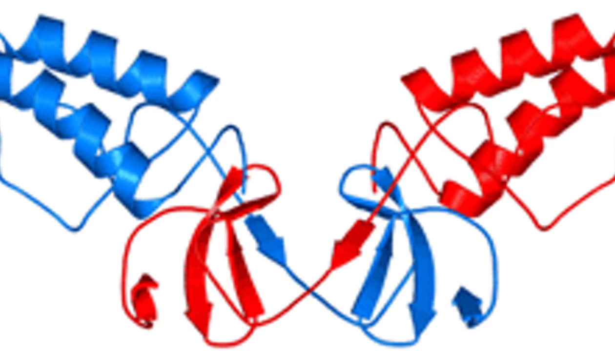 Protease Structure Reveals Surprises