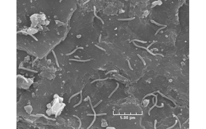 Microbial-Methane-Farming