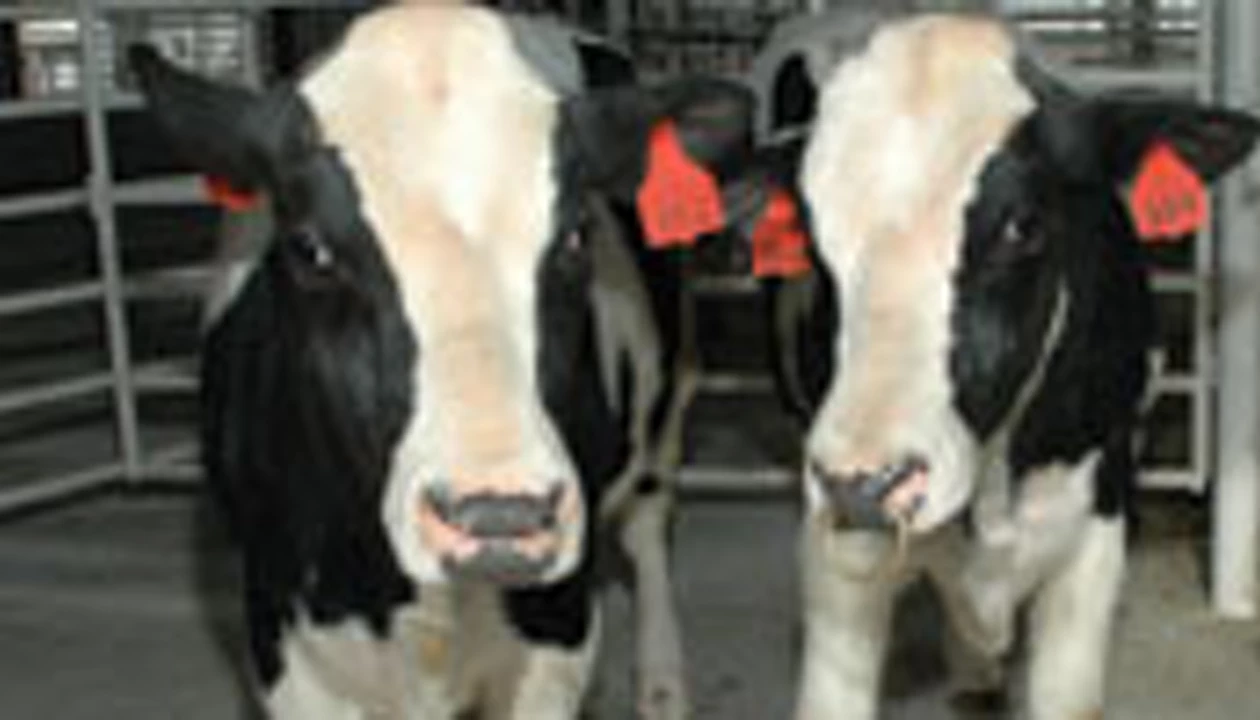 Debut Of Prion-Free Cattle