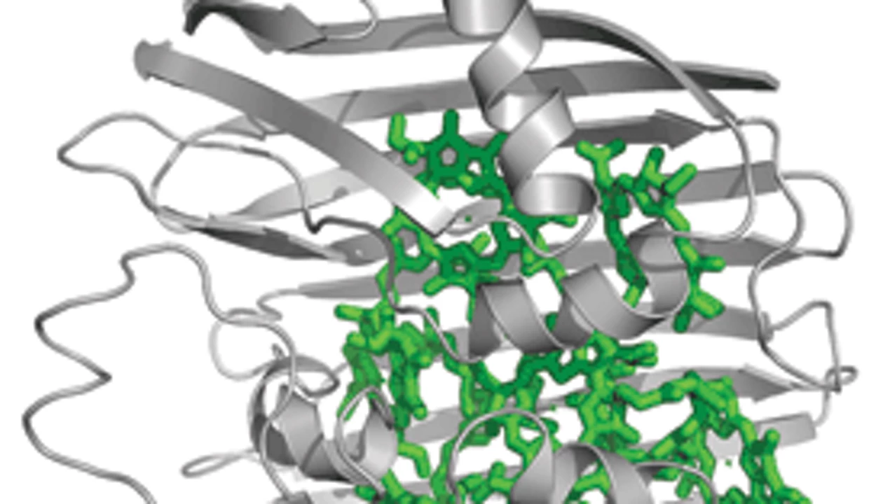Green Quanta