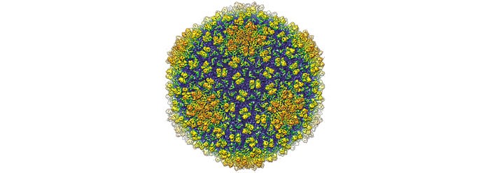 Virus-Capsid-Reveals-Surprises