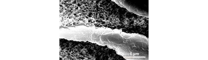 Steps-Tooth-Enamel-Formation-Revealed