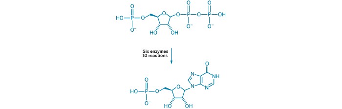 Complex-Synthesizes-Purines