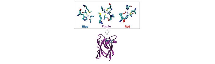 Three-Protein-Copper-Sites-Interconnected