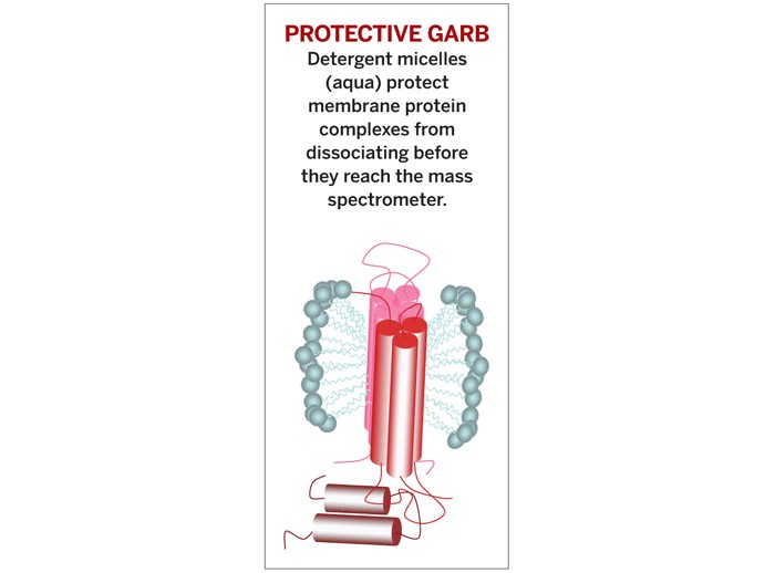 Intact-Membrane-Proteins-Analyzed