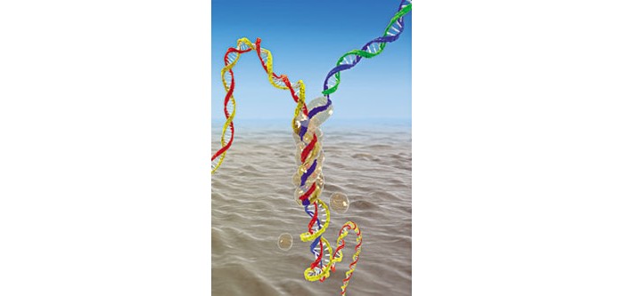 DNA-Repair-Mechanism-Probed