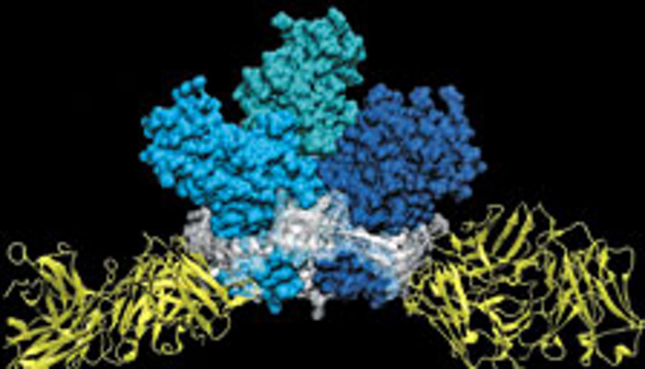 Structure of Ebola Virus Surface Glycoprotein