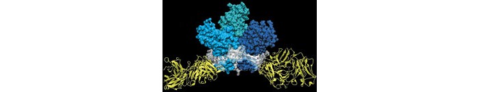 Structure-Ebola-Virus-Surface-Glycoprotein