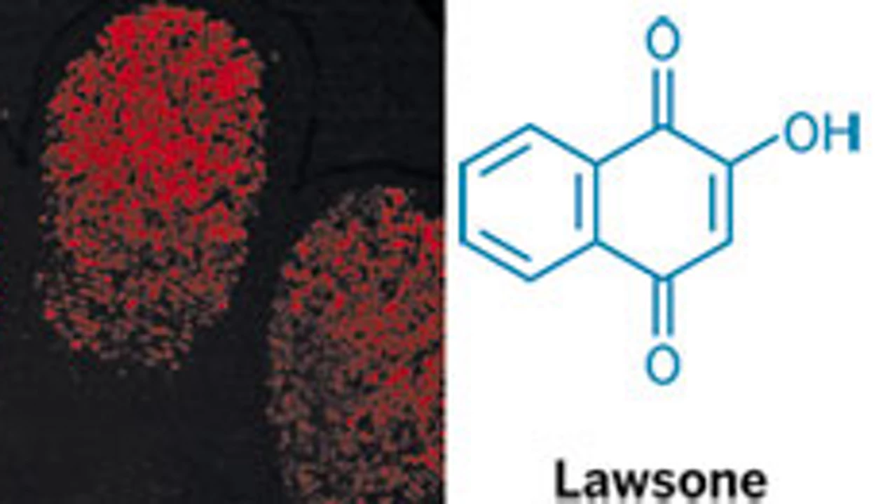 Detecting Fingerprints with Lawsone