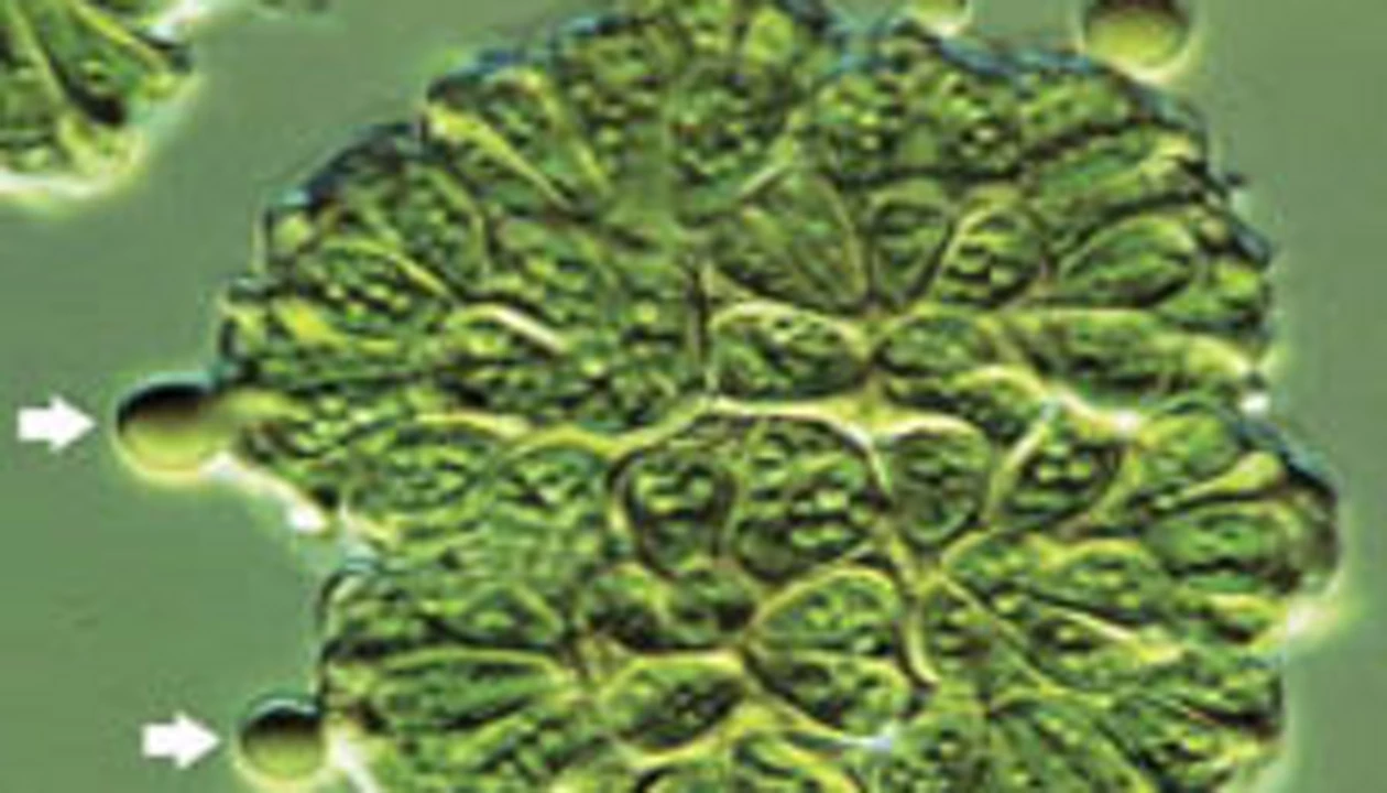 Algae Pump Out Hydrocarbon Biofuels