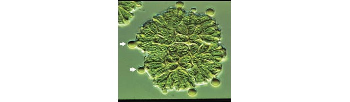 Algae-Pump-Hydrocarbon-Biofuels