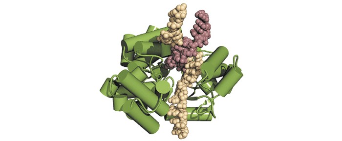 Telomerase-Components-Structure-Solved