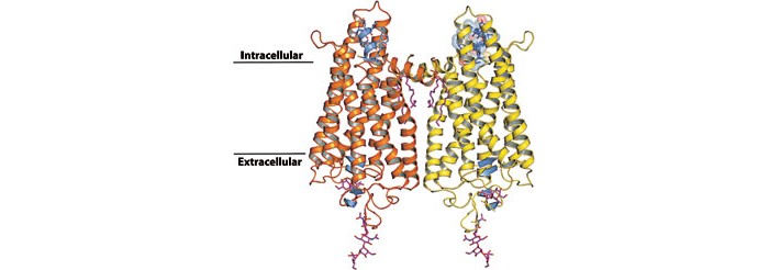 Opsins-Active-Conformation-Revealed