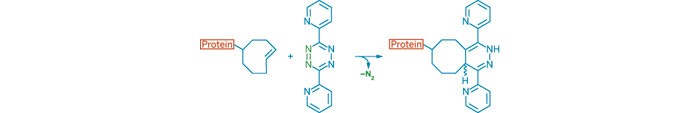 Rapid-Tagging-Biomolecules
