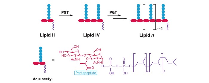 Cell-Wall-Set-Point