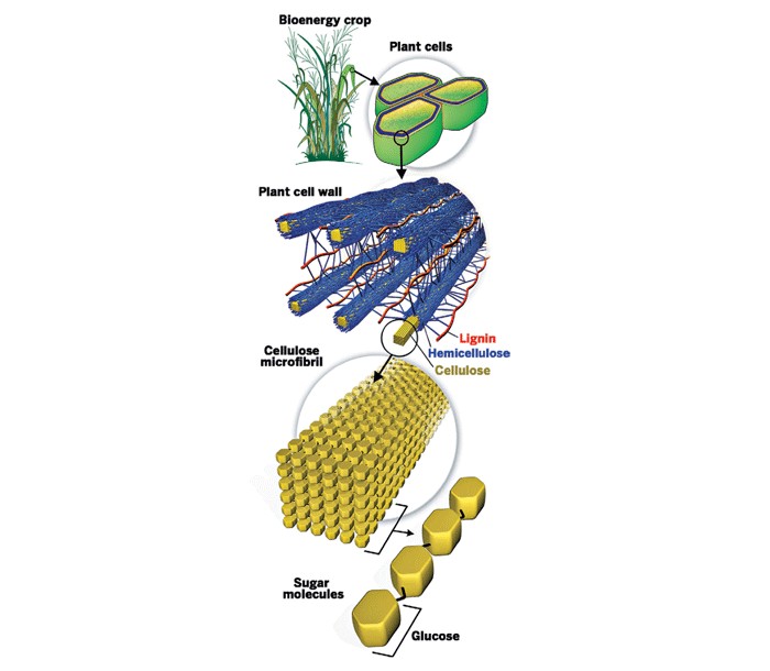 Structure Of Cellulose And Hemicellulose Crystalline Comparison And