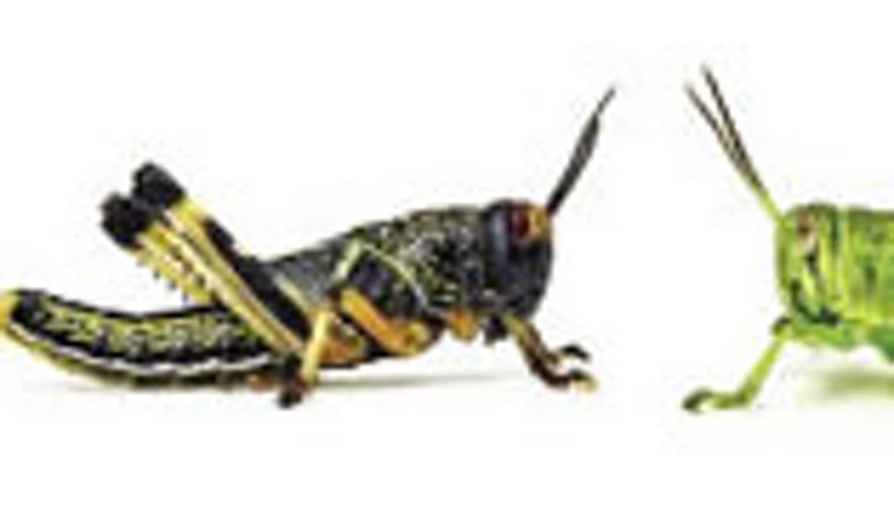 Serotonin Makes Locusts Swarm