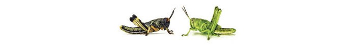 Serotonin-Makes-Locusts-Swarm