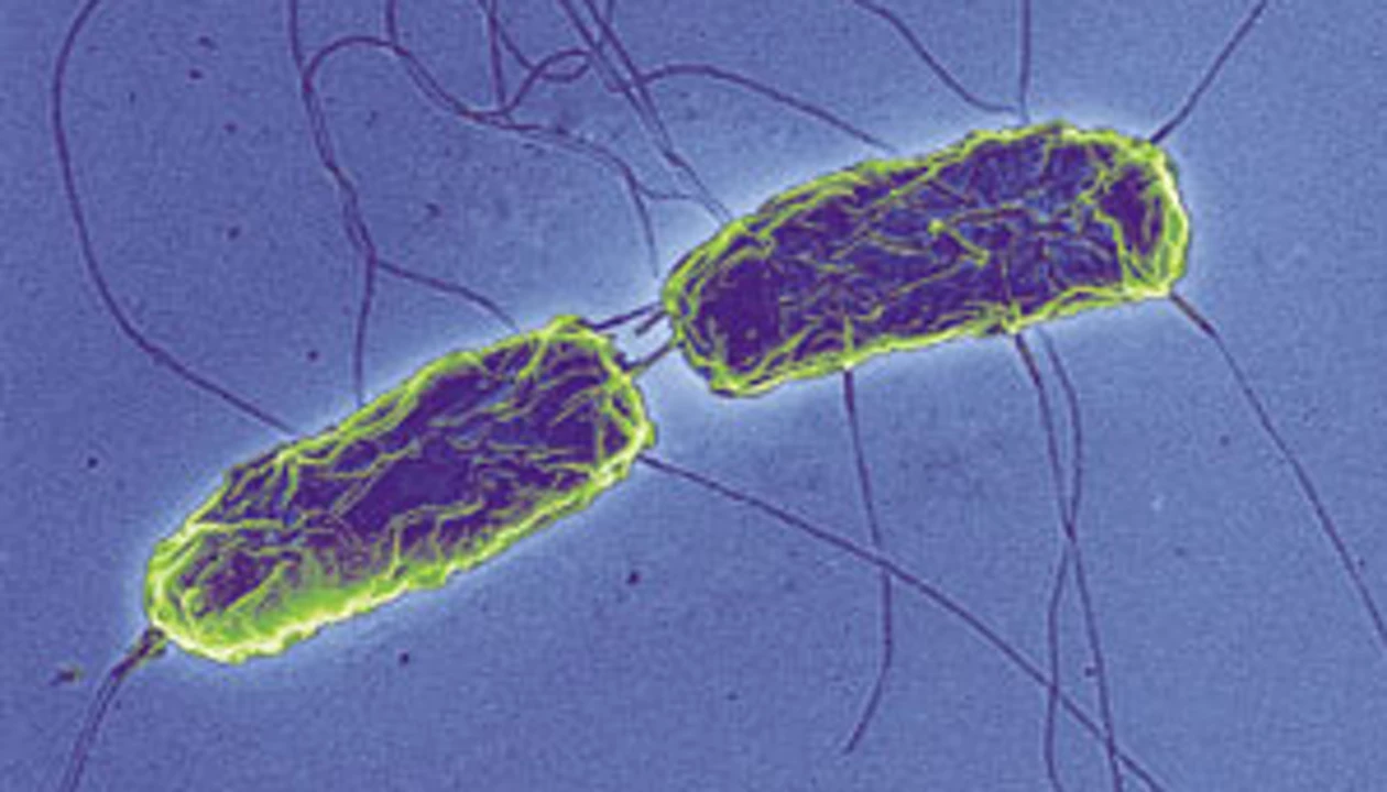 Bacteria Boast Unexpected Order