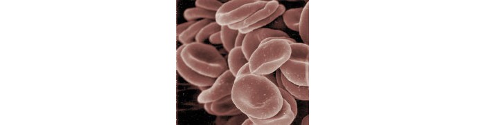 Using-Stem-Cells-Make-Blood